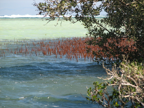 بمكننا رؤية شجر المنجروف بشكل أساسي في منطقتين هم جنوب البحر الأحمر من ...