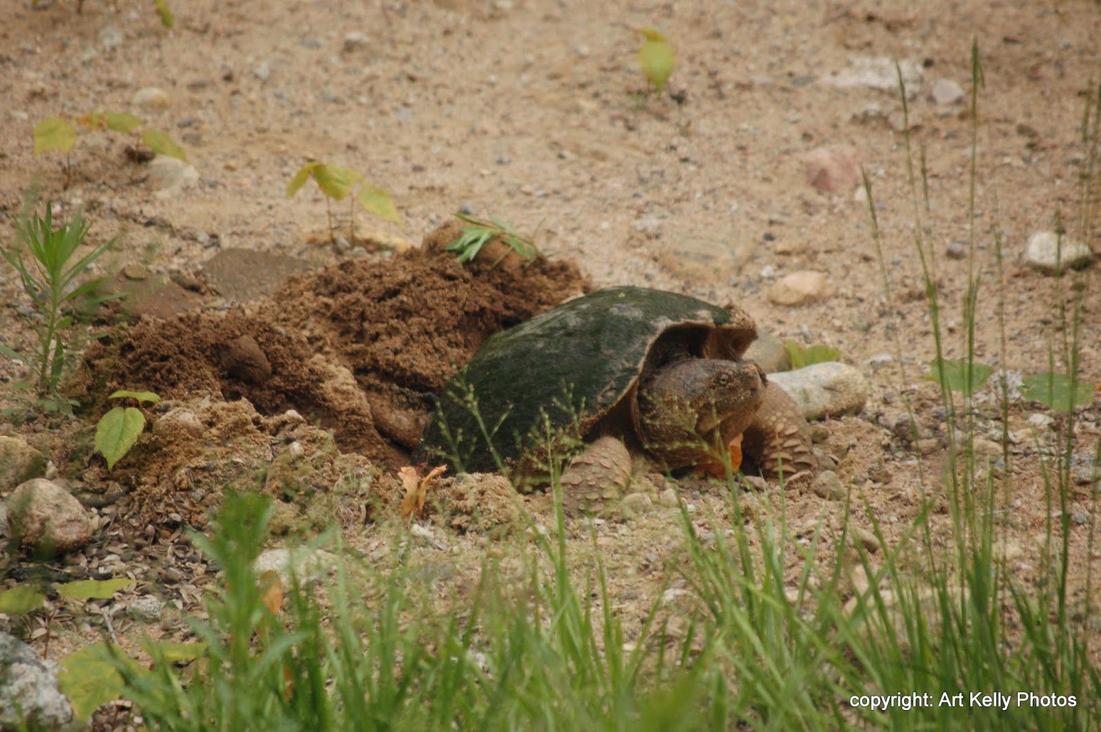 Living Off Grid - 45.05 N, 77.85 W: SNAPPING TURTLE