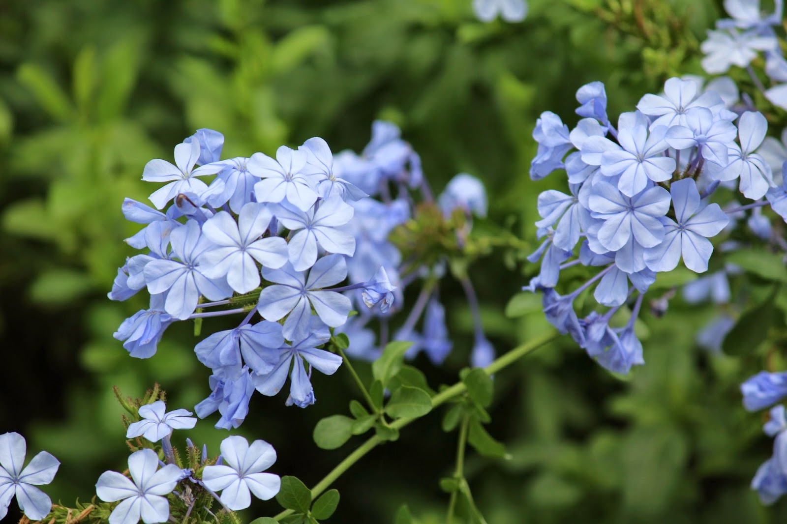 Uma flor por dia: Bela-emília
