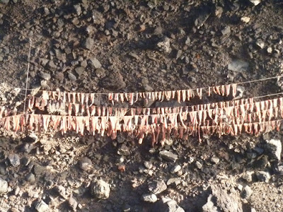 Mojama Popular Tuna Dry Fish from Spain | Yellowfin Tuna Factory ...