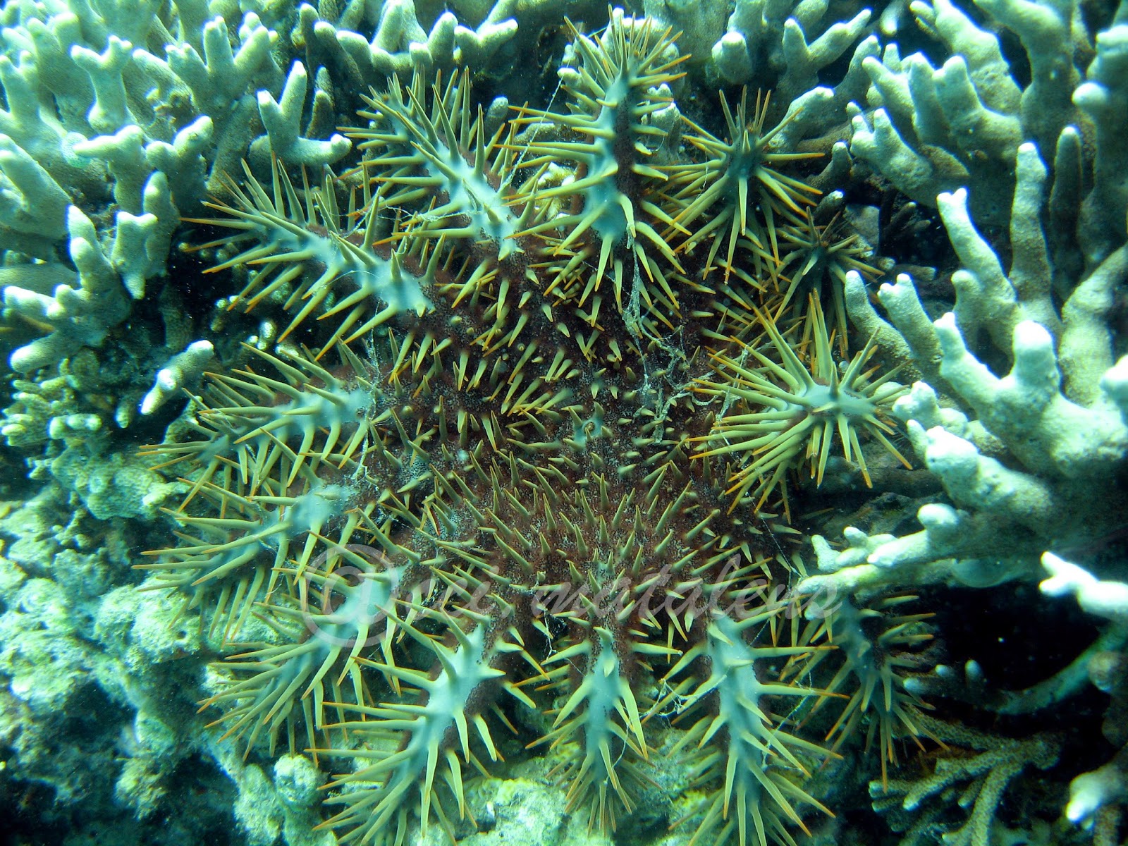 Pamacca: Acanthaster planci