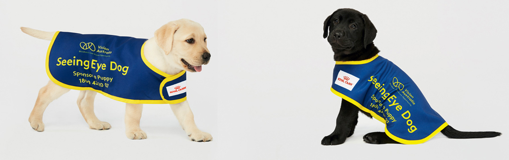 How Do They Train Seeing Eye Dogs