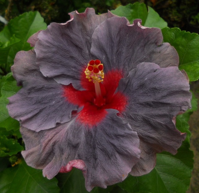 Health, Love and Entertainment: Black Hibiscus - Hibiscus Angel's Black ...