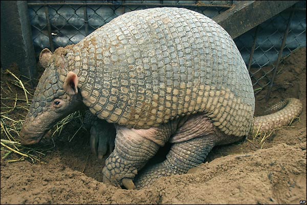 Diario7: EL TATÚ CARRETA... ¿PROTEGIDO?