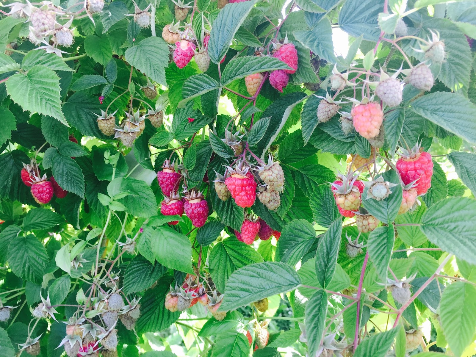 the farmer's wife: Strawberries,Raspberries, Blueberries