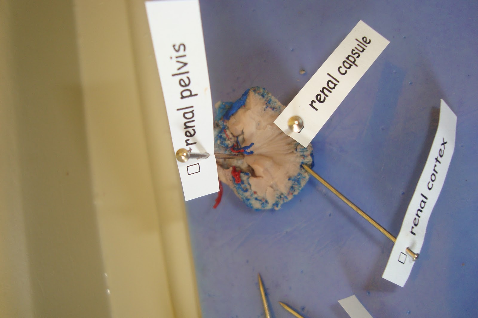 Cat Dissection: Human Anatomy: Urinary System