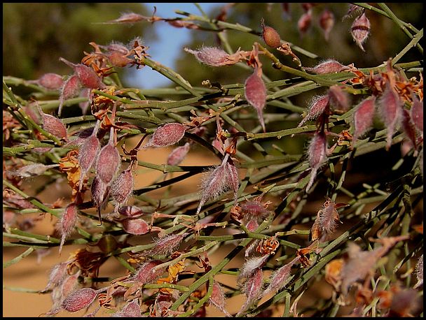 Flora of the Pilliga Forests: Jacksonia scoparia