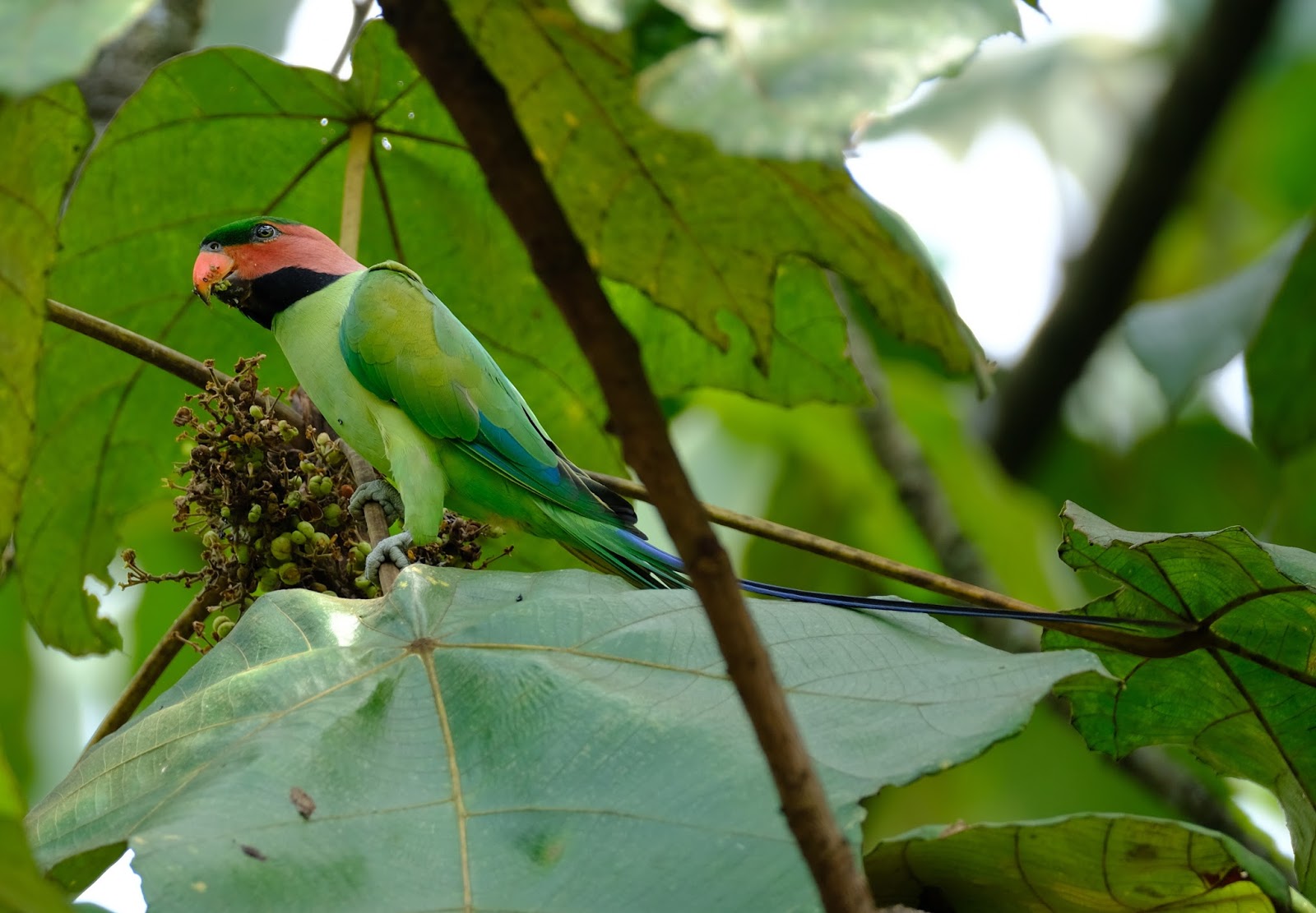 Mike is the name Birding is the game ( Birding in Malaysia - Malaysian ...