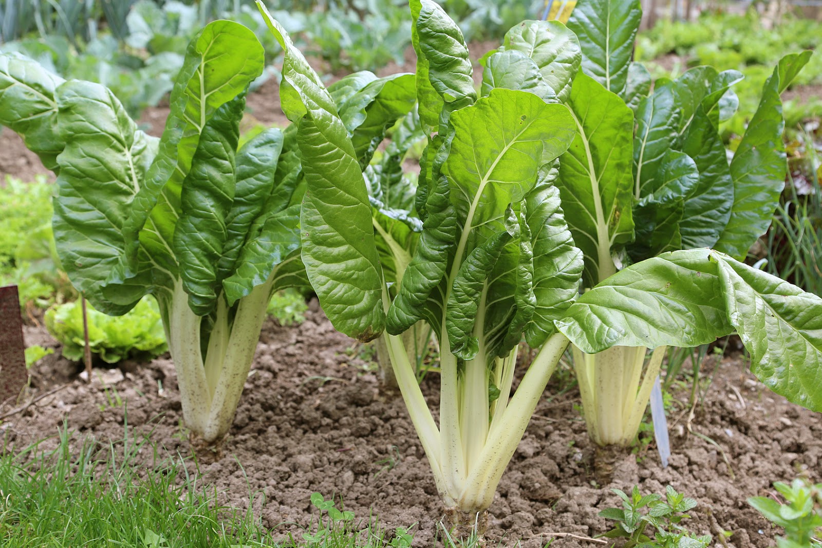 CULTIVO DE ACELGA "AGRICULTURA URBANA" UPN: CICLO DE VIDA