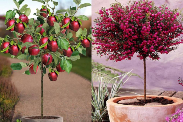 Mini stabla sa slatkim plodovima na balkonu! | Journal de Luxe - #MItoTako