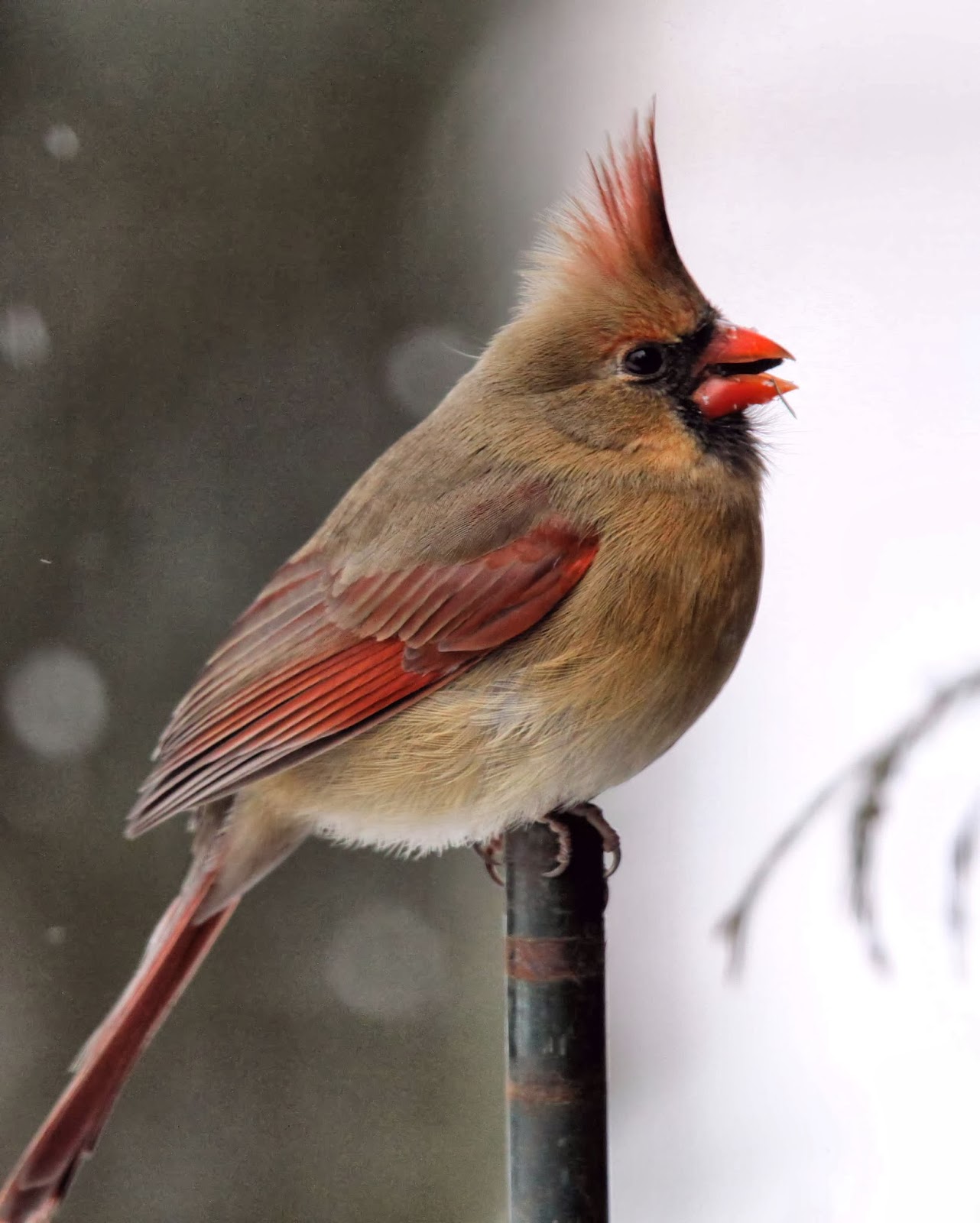 Birds from Behind : 19 January 2014