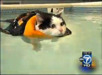 Holly, kucing yang menjalani terapi berenang untuk menurunkan berat ...
