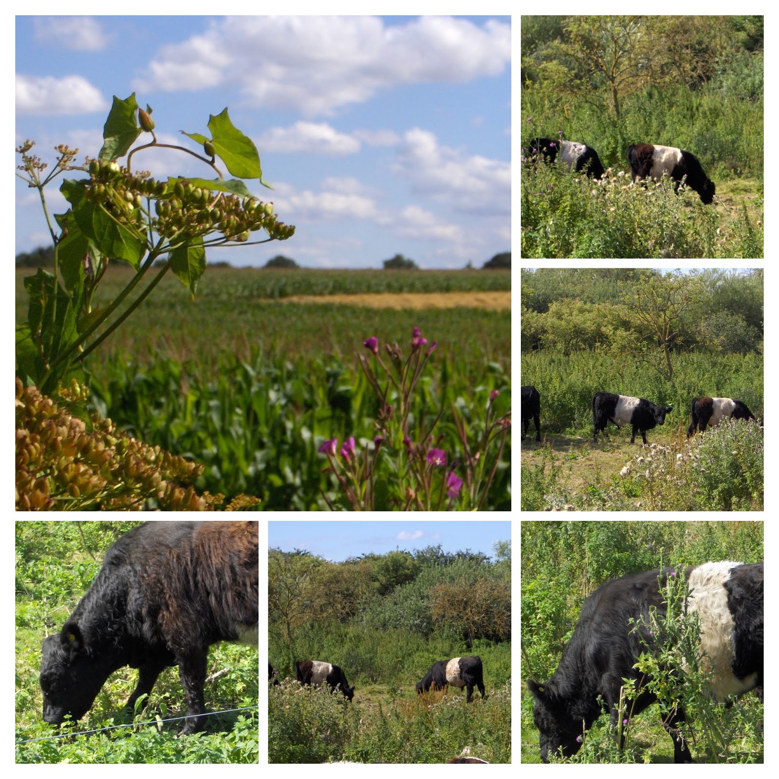 Karen`s Nature Photography: Cattle in Rural Landscape Photo Collage.