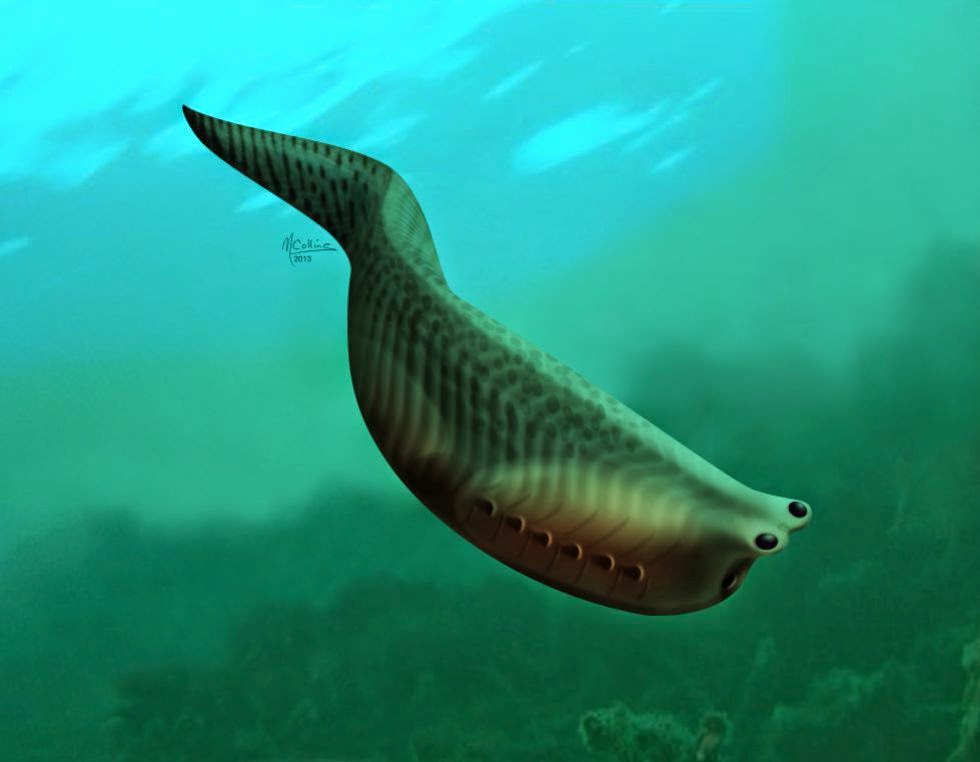 Occhi fragile: Metaspriggina, el origen de las mandíbulas en los ...