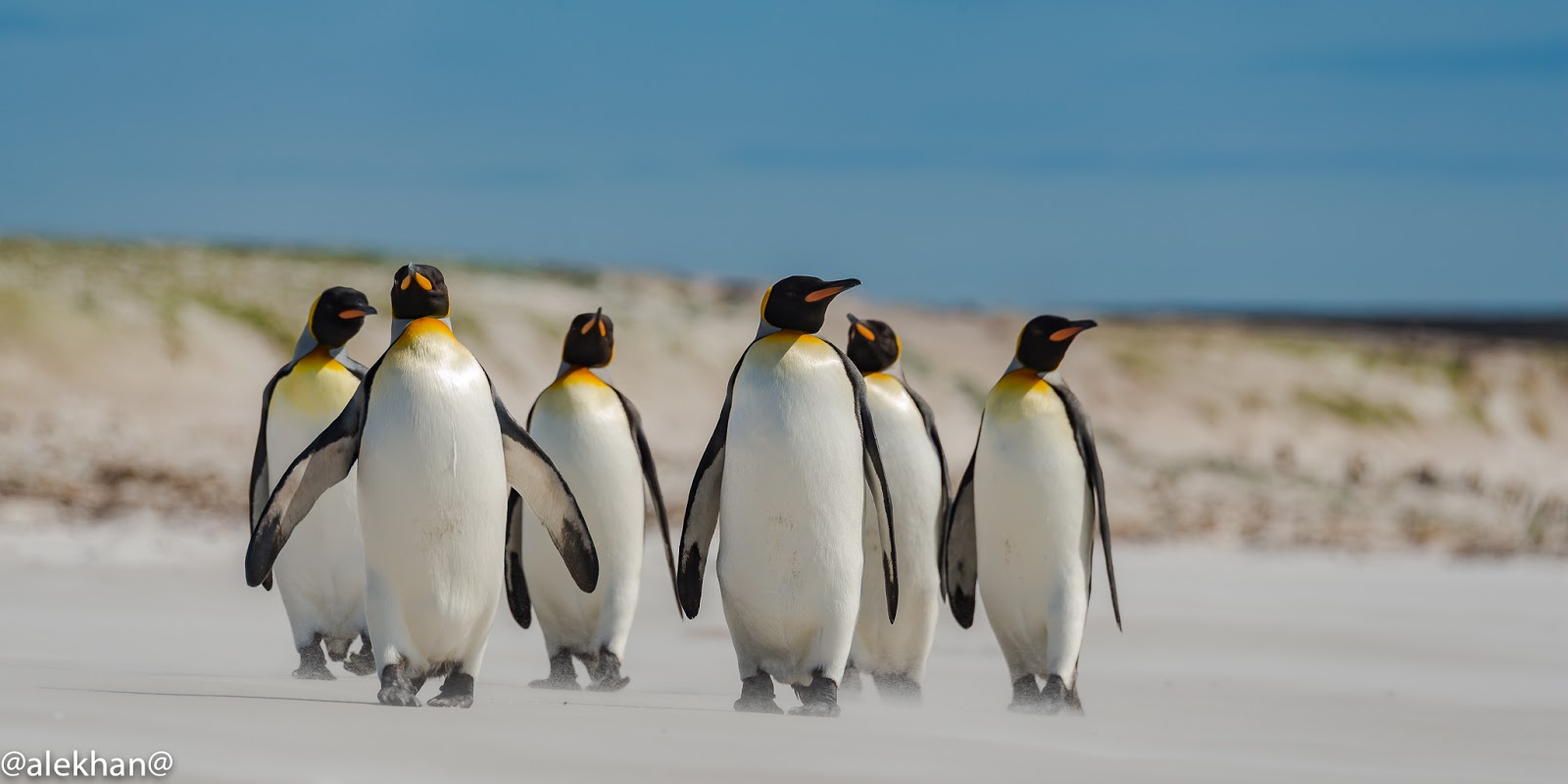 Pájaros, Pajarracos: Pingüino rey (FA)