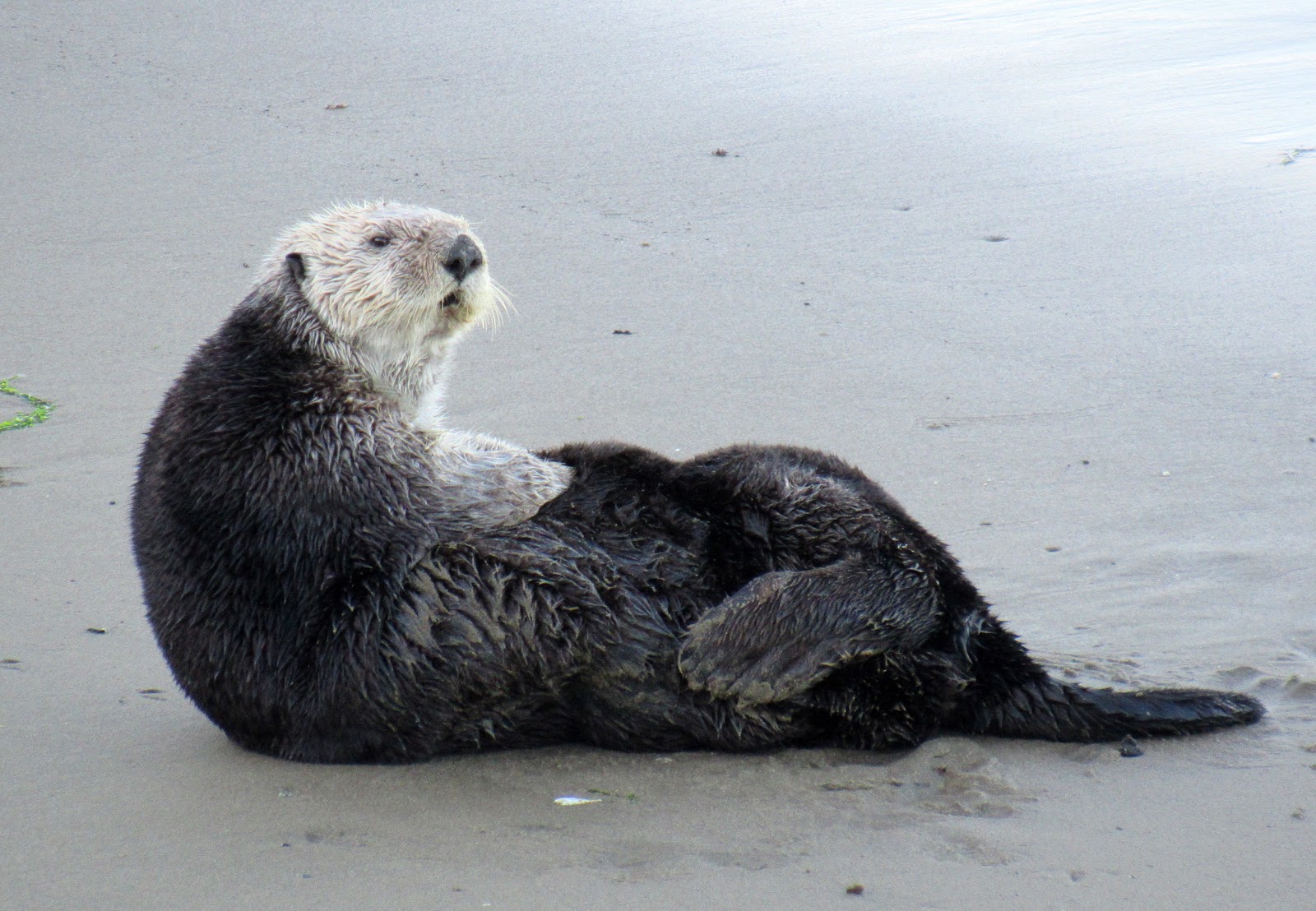 Celebrate A Conservation Success Story During Sea Otter Awareness Week!