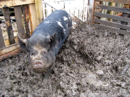 Little Pet Pigs: The truth about pigs and mud