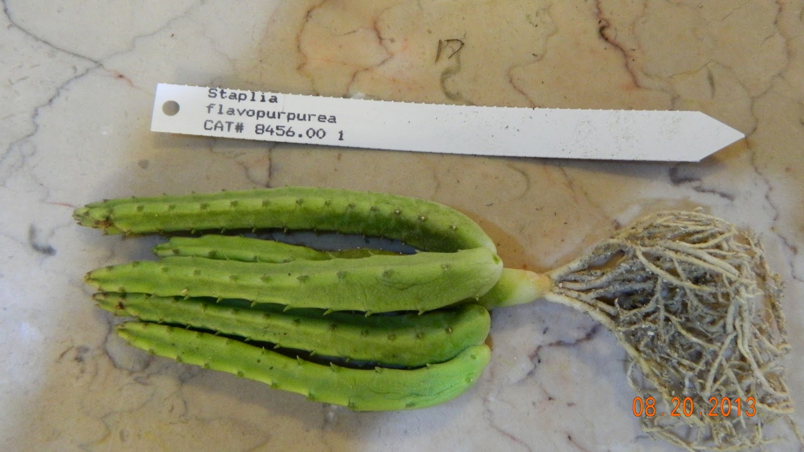 Mr. B's Garden: Adding To My Stapelia Collection And Starting A Pepper ...