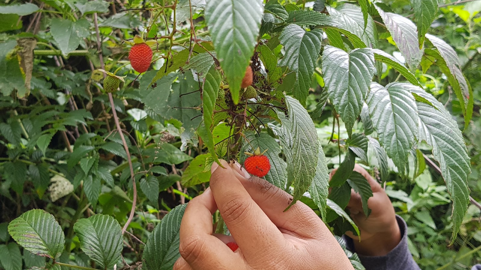 Liburan tahun baru di Kebun Raya Cibodas, Mengunjungi Curug Cibogo dan ...
