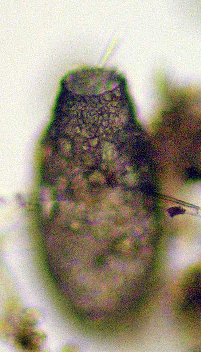 Beyond the Human Eye: Life in 10 Drops of Water: Assorted Protists and ...