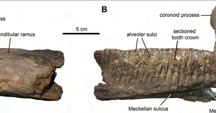 EL JOVE PALEONTÒLEG: Els dinosaures de l'any 2018: més tàxons d ...