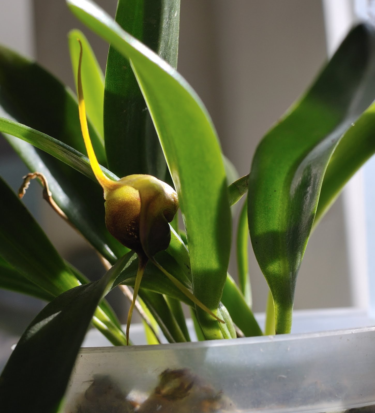 orchideje, kaktusy a jiné rostliny - petr turecký: masdevallia echo jde ...