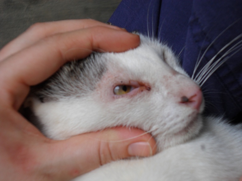 Rumah Kucing: Cat problem in KWPLH