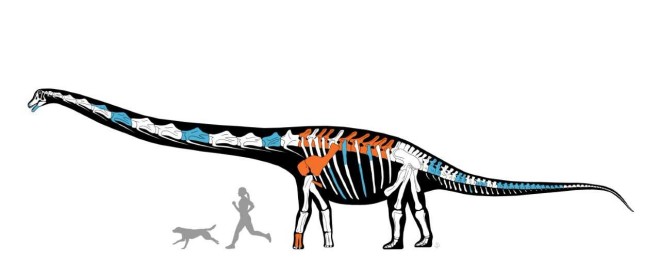Noticias de Paleontologia: Choconsaurus, el nuevo dinosaurio de El Chocón.