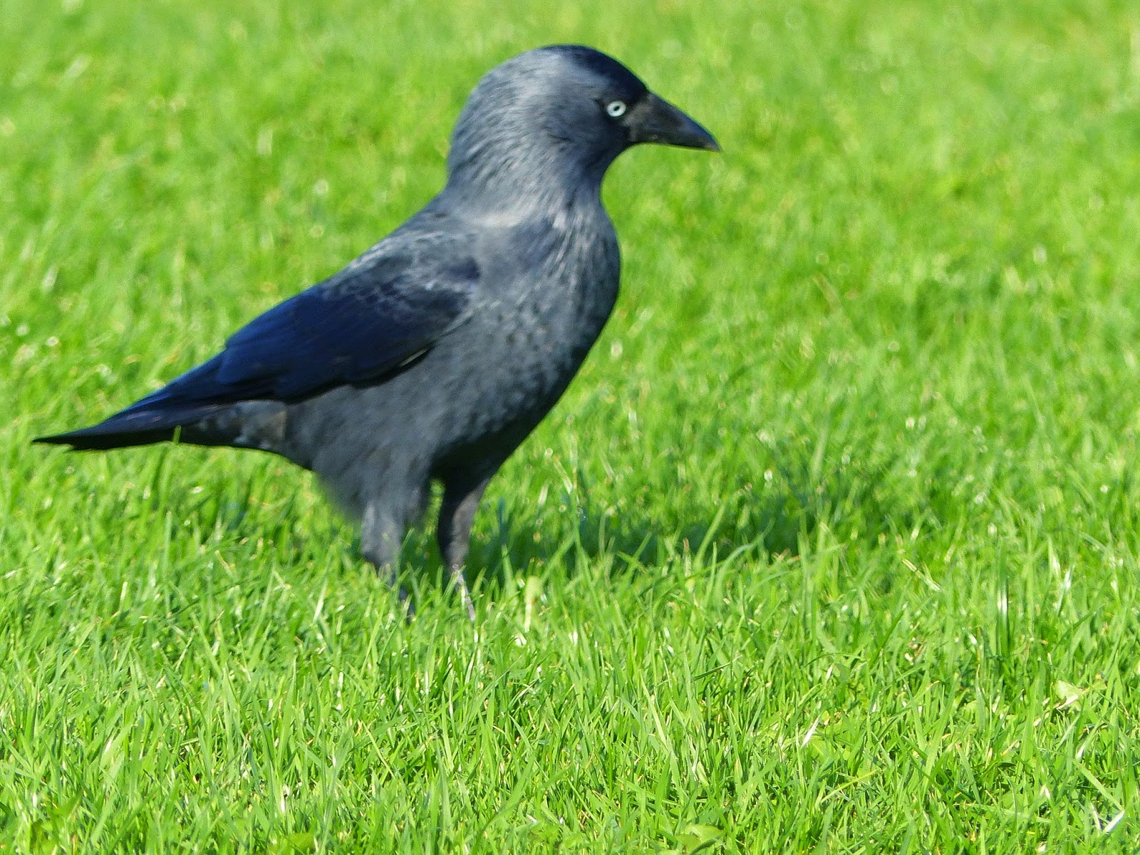 Birding For Pleasure: WILD BIRD WEDNESDAY - Jackdaw