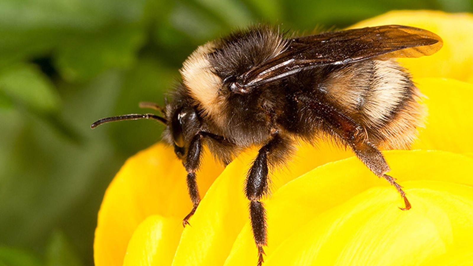 Bee Cute Wallpapers 4