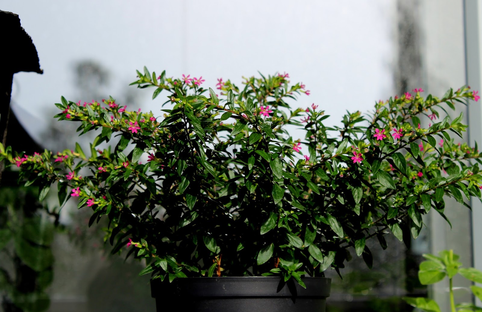 Hoyaa, Hoya!: Sinitulitorvi.