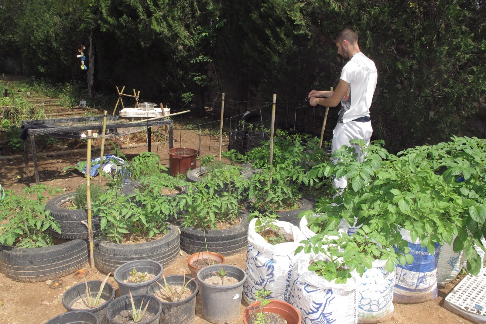 La Huerta de María González: Los Tomates y patatas sembradas en ruedas ...