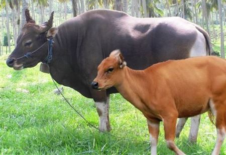 Pelestarian dan Pengembangan Sapi Bali - Mydokterhewan