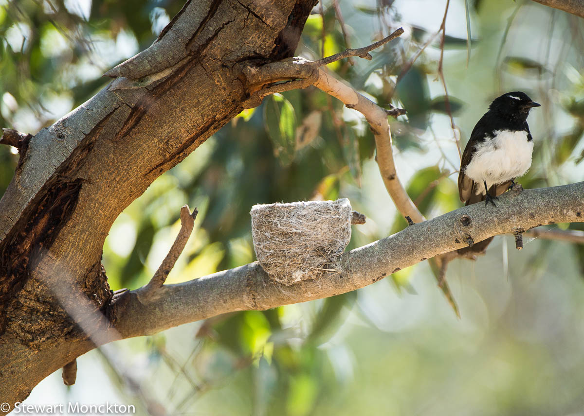 Paying Ready Attention - Photo Gallery: Wild Bird Wednesday 132 ...