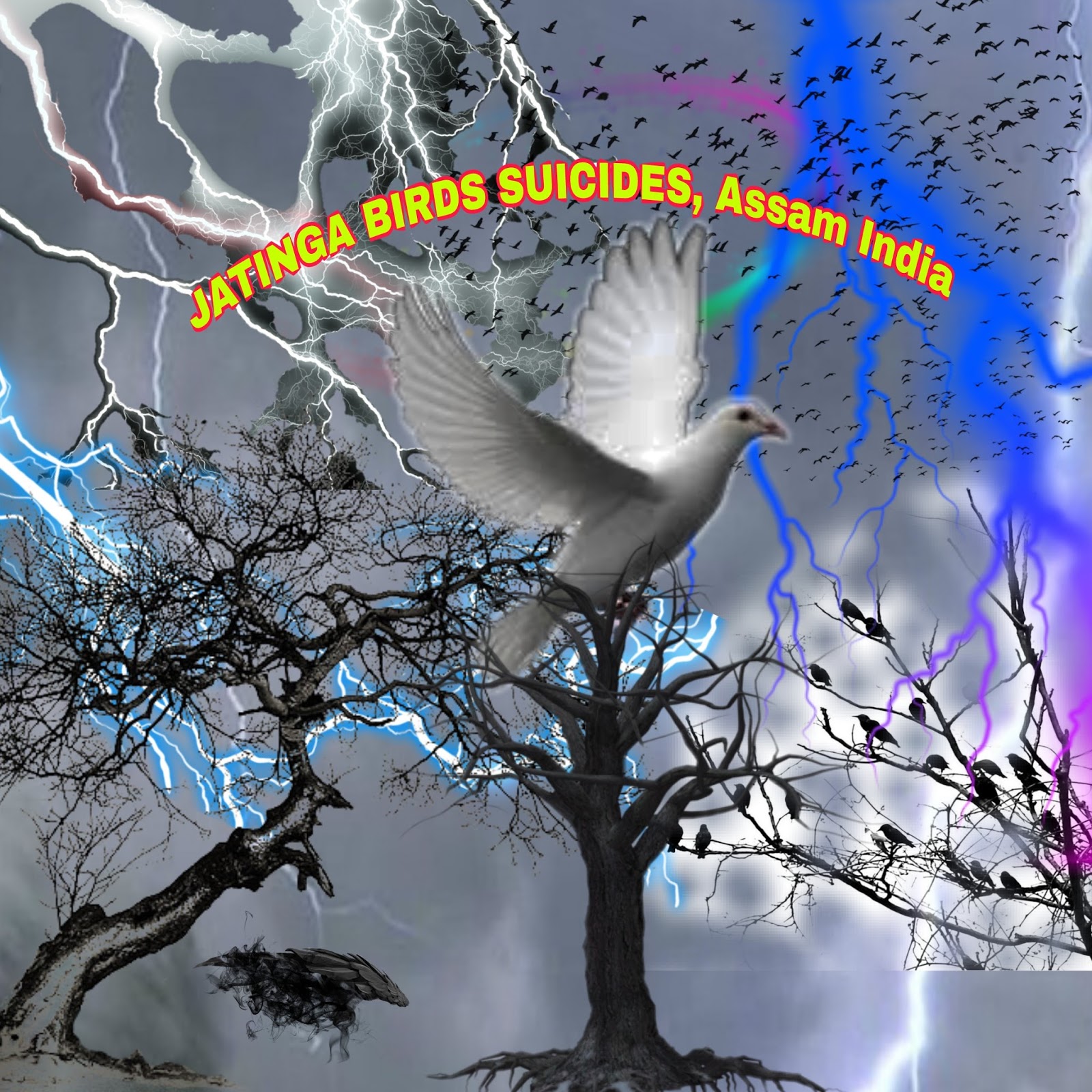 Jatinga bird suicide, Assam. The mystery of Assam India, असम भारत का रहस्य