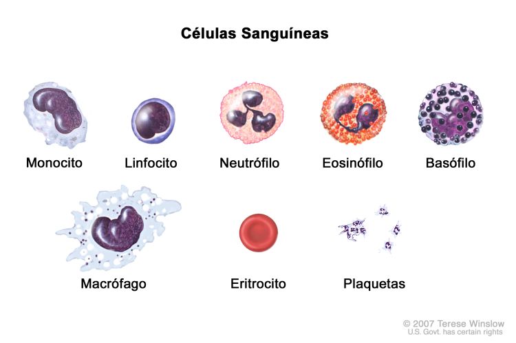 Desde las gavetas de mi escritorio: Las funciones vitales de la sangre ...
