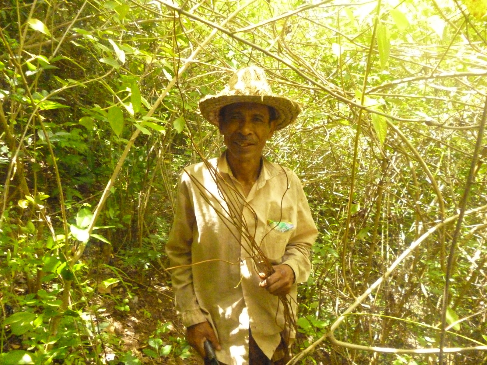 dishutbunloteng@blogspot.com: PENGEMBANGAN HHBK TANAMAN KETAK; Menjawab ...