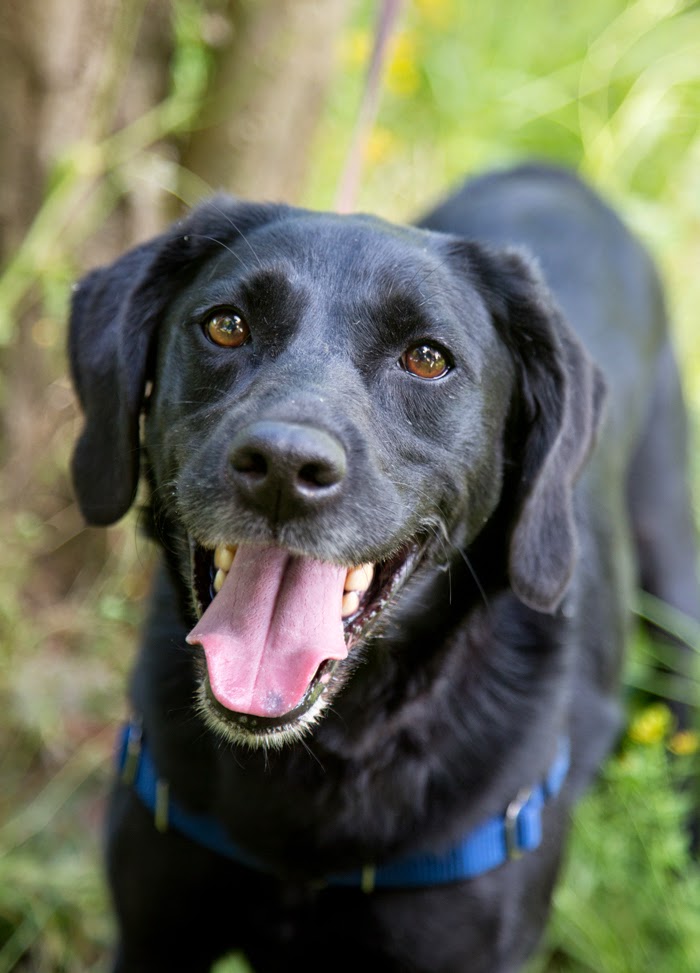 Shelter Dogs of Portland: "BELLE" the best Lab mix
