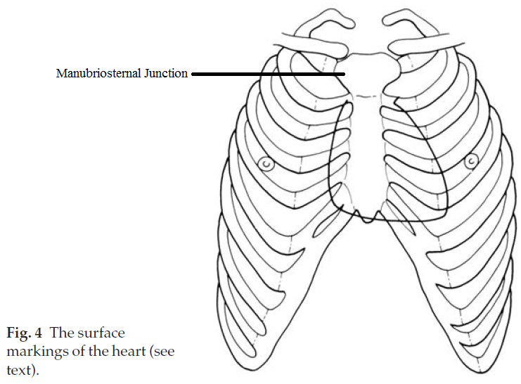 Understanding the Clinical Guide to Anatomy: Surface markings of the ...