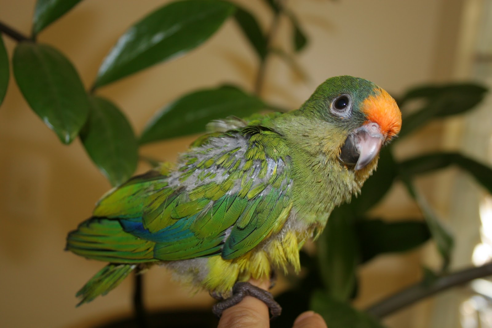 CRIADOURO MANDARIM: ARATINGA AUREA - PERIQUITO REI