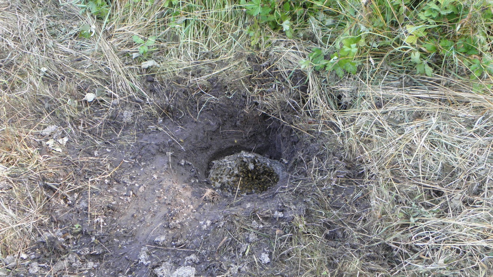Benson & Ewelme wildlife: Badger evidence at The Watercress reserve