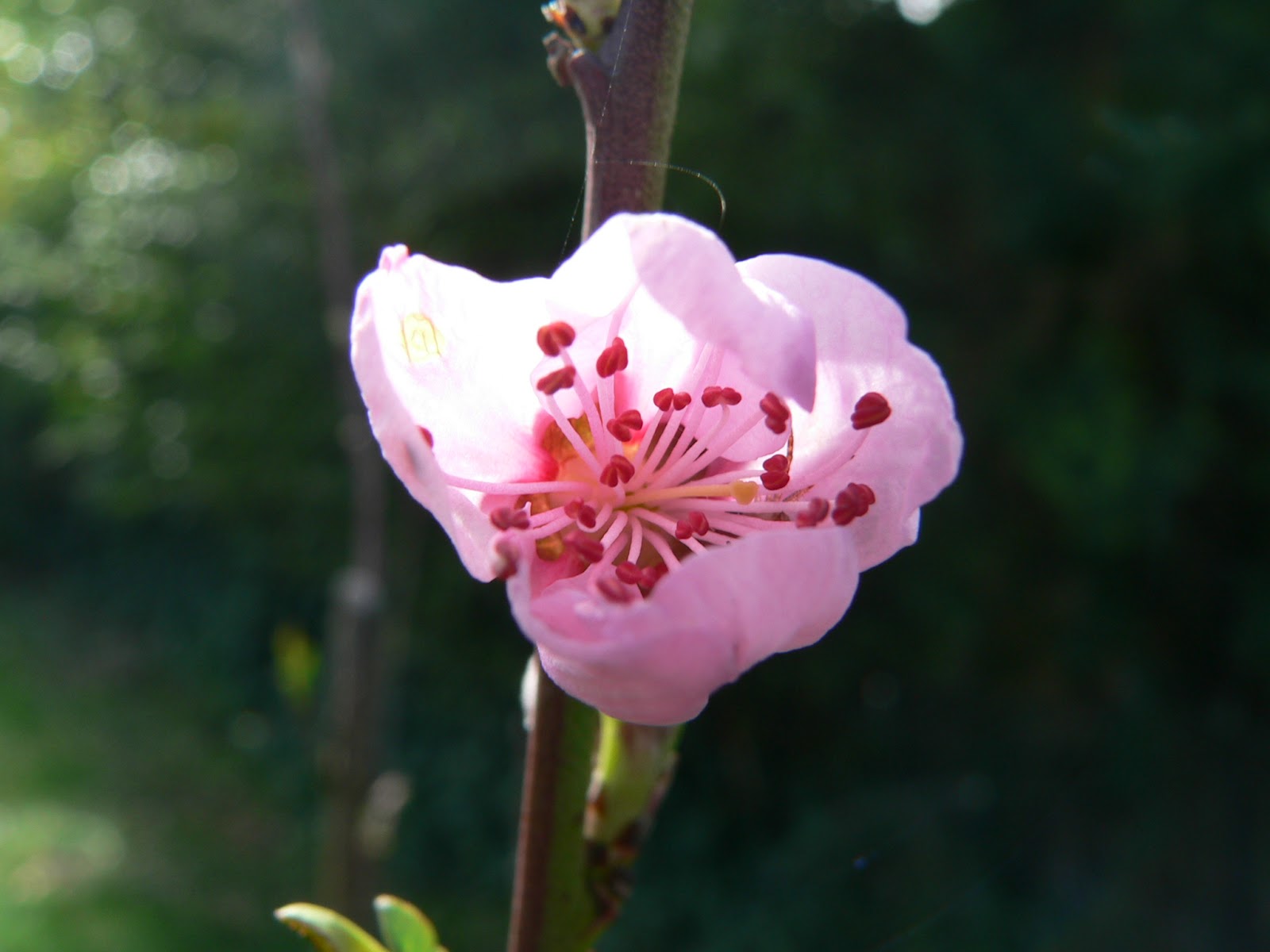 Aggregata Plants & Gardens: Fruit trees budding in Macedon and Happy ...