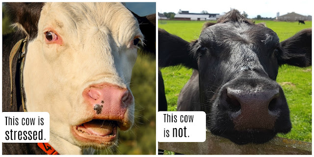 Teaching Kids about Emotions with Animals - Life with Moore Babies