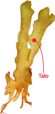 Embryophytas: Hepáticas