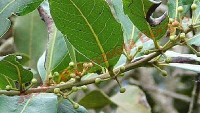 Jesus Palenzuela Borges: Loro, laurel (Laurus novocanariensis).