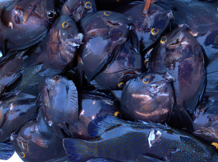 Red Sea Ocean Adventures: Kole Action