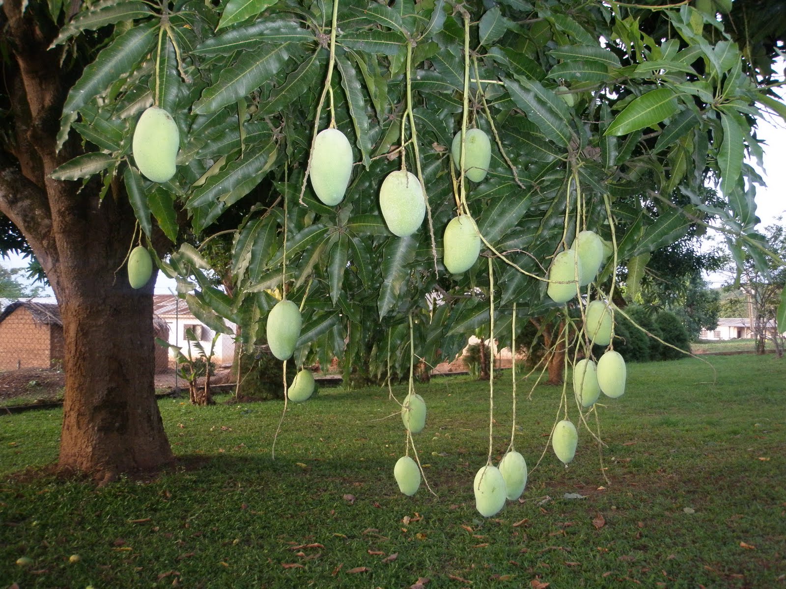 La vie est belle i ja też: Na Mango przyszedl czas...