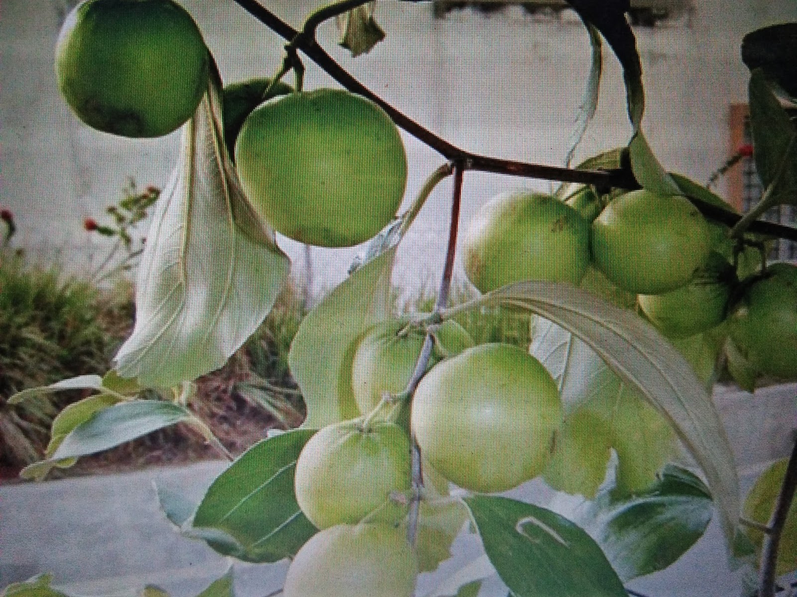 Fuziah Sulaiman blog: Jom kenali flora BIDARA di Laman WOMA- Mandia Herba