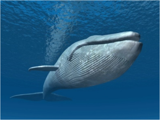 Specieopedia the free Species Encyclopedia: Blue Whale