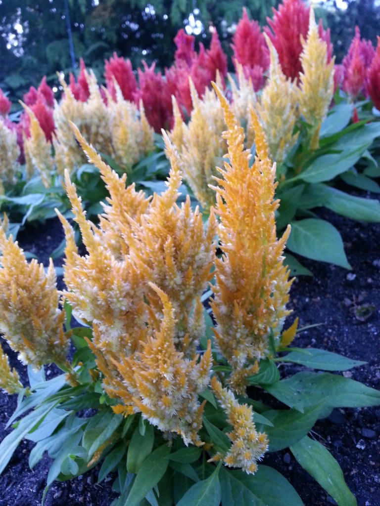 Celosia argentea var.plumosa | Pustaka Flora | Database Tanaman Landscape